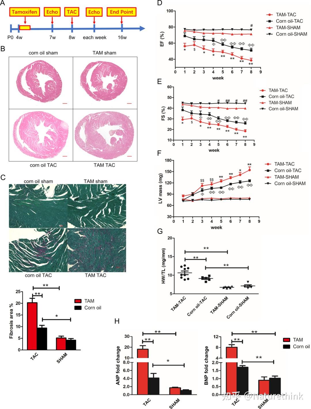 Trbp 通过 TGF-β 通路介导的心肌细胞和成纤维细胞之间的串扰抑制心脏纤维化 - 知乎