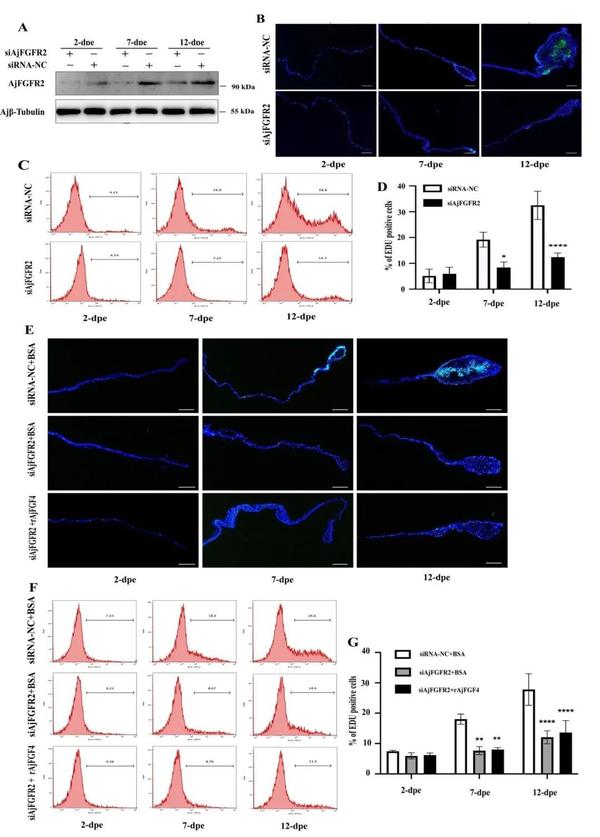 Cell Prolif︱李成华团队揭示仿刺参肠再生的分子调控机制 - 知乎