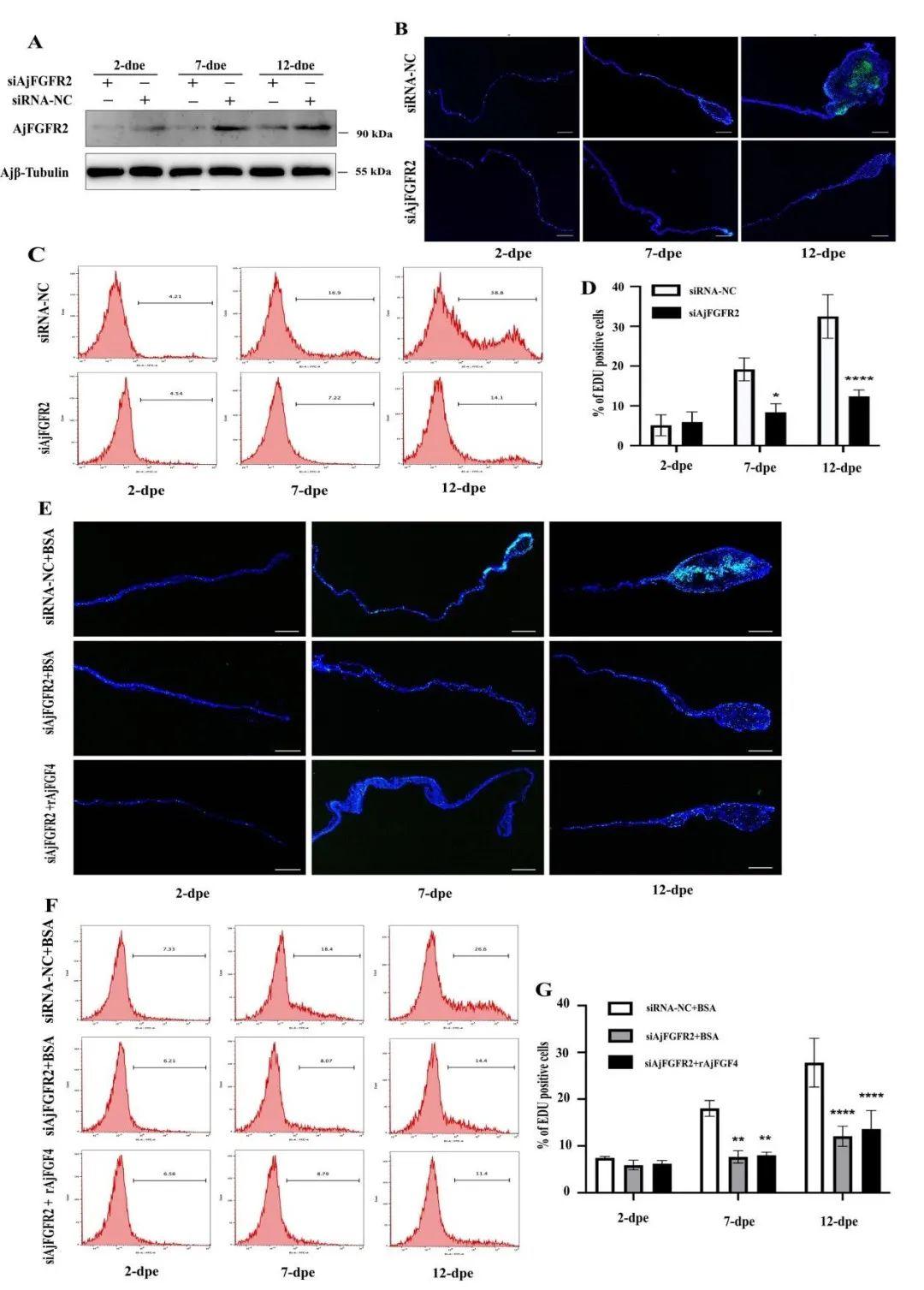 Cell Prolif︱李成华团队揭示仿刺参肠再生的分子调控机制 - 知乎