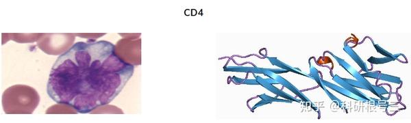 一文搞清用于各类细胞鉴定的CD分子（附CD1-CD371分子功能表） - 知乎