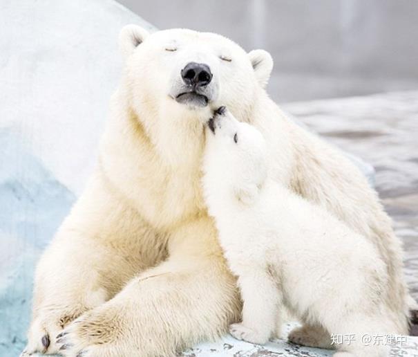 「原创」海丰阿东：北极熊与猴子，对人们生活的影响 - 知乎