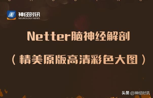 Netter脑血管解剖（精美原版高清彩色大图）二 - 知乎
