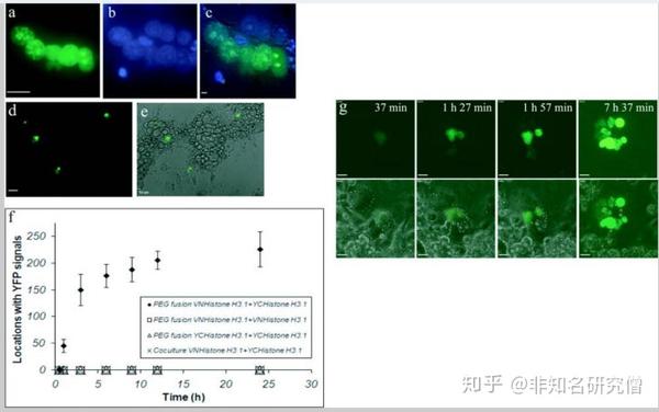 [技能分享]双分子荧光互补技术BiFC - 知乎