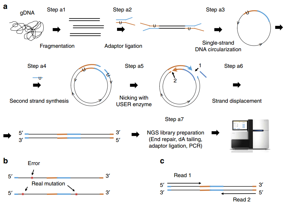 一条序列测两遍的方法：O2n-seq - 知乎