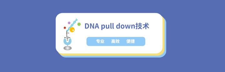 DNA pulldown实验原理—DNA pull down WB/MS实验技术流程 - 知乎