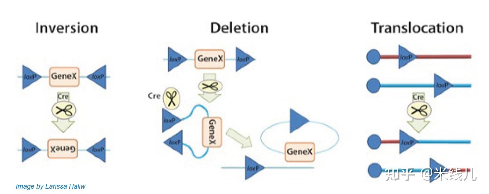CRE-LOX简介 - 知乎