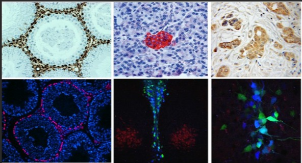 吲哚菁绿ICG标记PMMA聚甲基丙烯酸甲酯/P4VP聚4-乙烯基吡啶纳米载体|ICG-PMMA/P4VP - 知乎