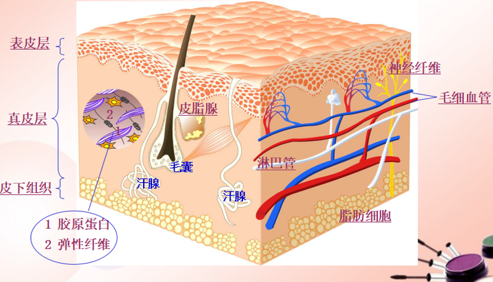 三肽-32/Tripeptide-32 - 知乎
