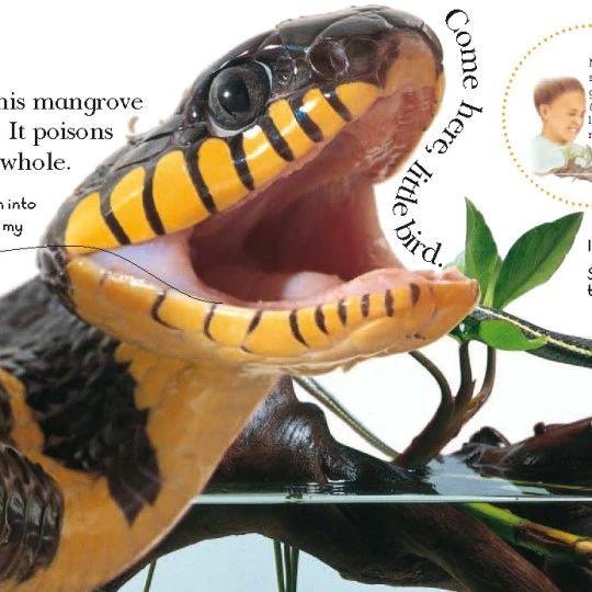 DK 儿童科普英文读物 Look closer系列 - 知乎