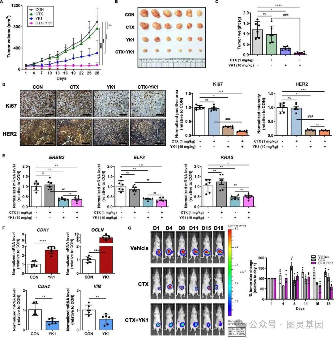 Mol Cancer | 突破性发现：靶向 HER2-ELF3-KRAS 轴为 KRAS G13D 结直肠癌提供精准治疗新策略 - 知乎