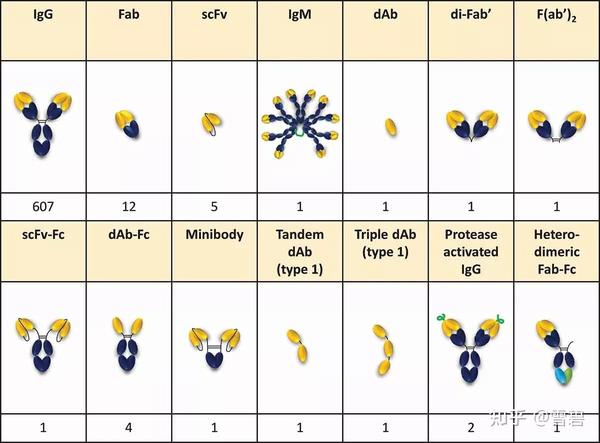 ADCC ADCP CDC 效应及区别 - 知乎