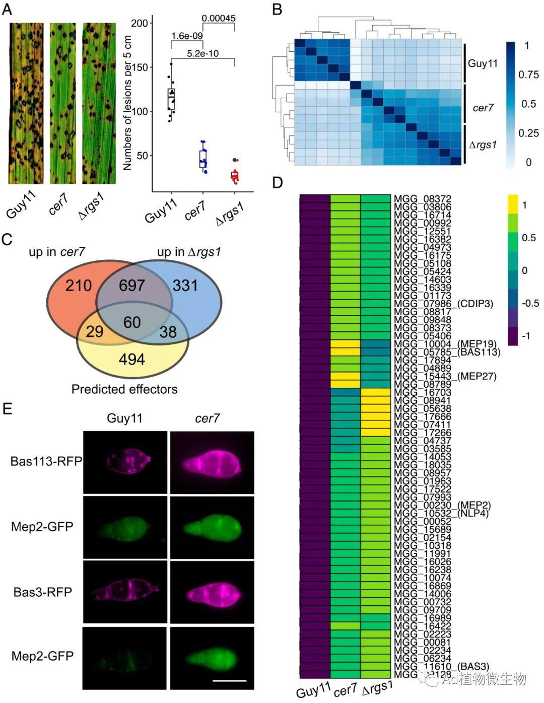 PNAS | 研究揭示稻瘟病菌侵染植物期间效应蛋白基因表达的调控机制！ - 知乎