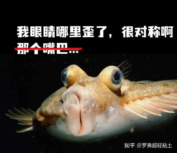 比目鱼的眼睛为什么长在同一侧？ - 知乎