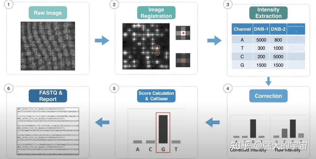 闲聊Base-calling(碱基判读技术) - 知乎