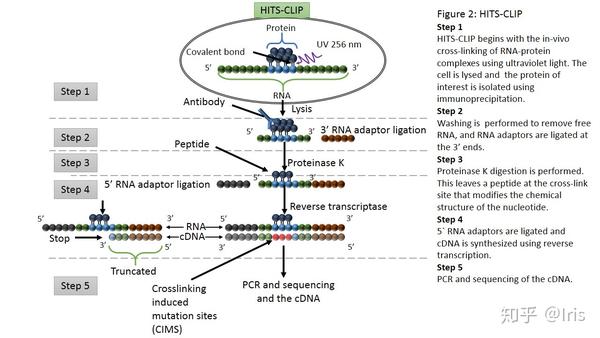 CLIP-seq和eCLIP了解学习笔记 - 知乎