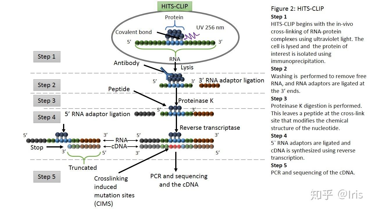 CLIP-seq和eCLIP了解学习笔记 - 知乎