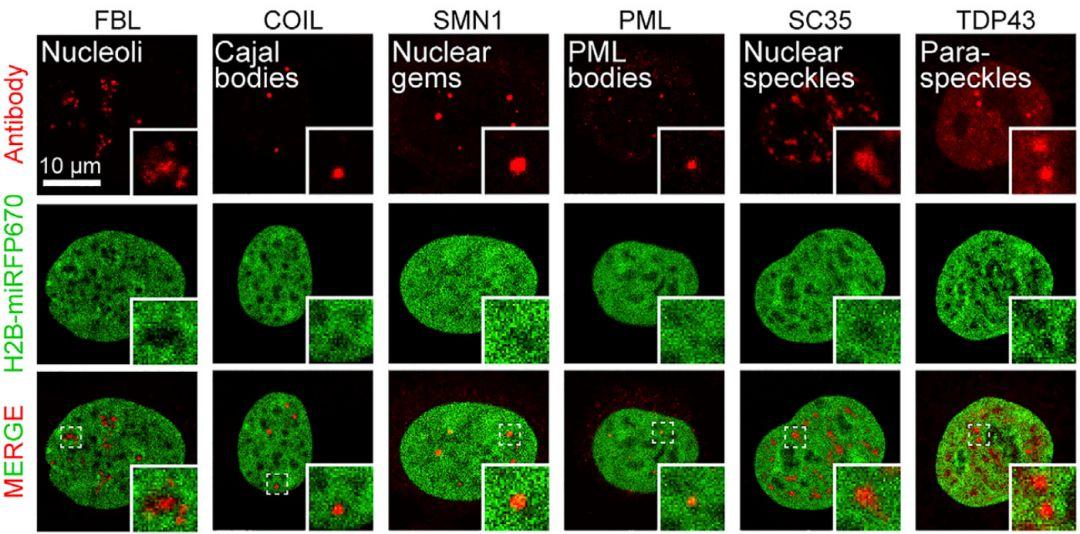 Cell亮点 ︱ 核内“液-液相分离”对染色质结构的感知与重塑 - 知乎