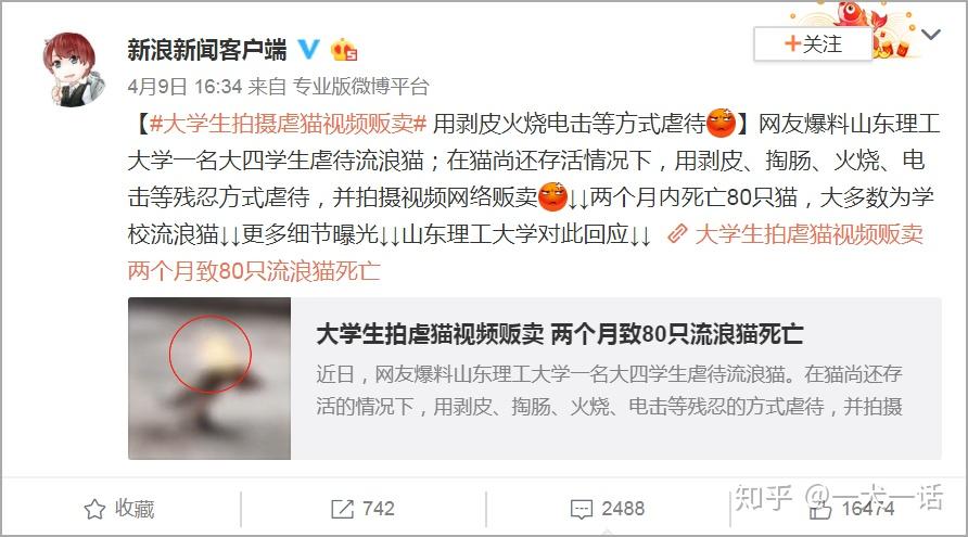 潜伏在虐猫人身边的11天 知乎