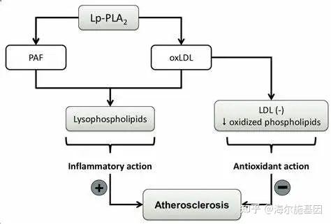 心脑血管疾病的“指南针”——脂蛋白相关磷脂酶A2(Lp-PLA2) - 知乎