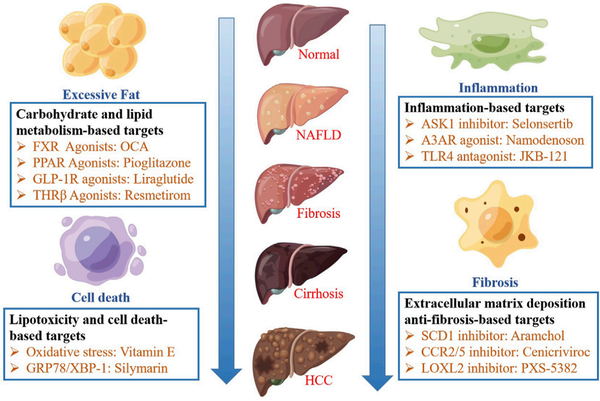 GAN饮食诱导NASH模型 | 老龄鼠再展新风采，助力NASH药物研发 - 知乎