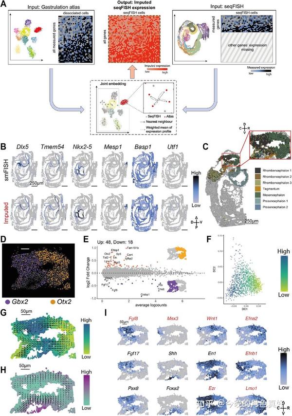 单细胞文章打卡88---Wolf Reik - spatially mouse organogenesis - 知乎
