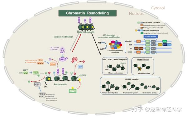 Cell Biosci 综述︱唐铁山团队评述染色质重塑在神经发育和神经退行中的作用、机制及小分子调控 - 知乎