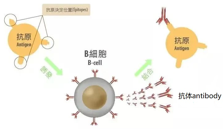 抗体制备方法 知乎