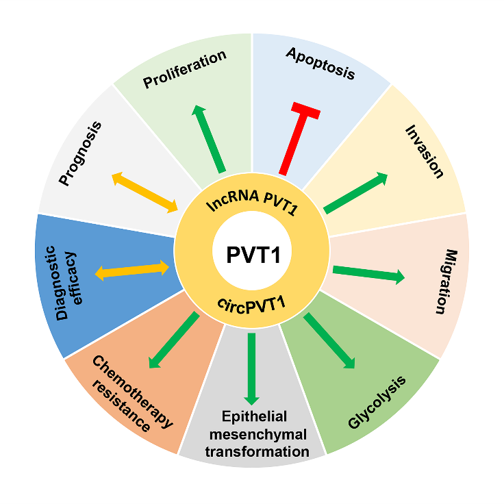 Cell Death Discov 综述︱非编码RNA PVT1在骨肉瘤中的作用：lncRNA PVT1和circPVT1 - 知乎