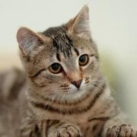 AMD显卡在WINDOWS下满血运行Stable diffusion，ZLUDA详细使用教程 - 知乎