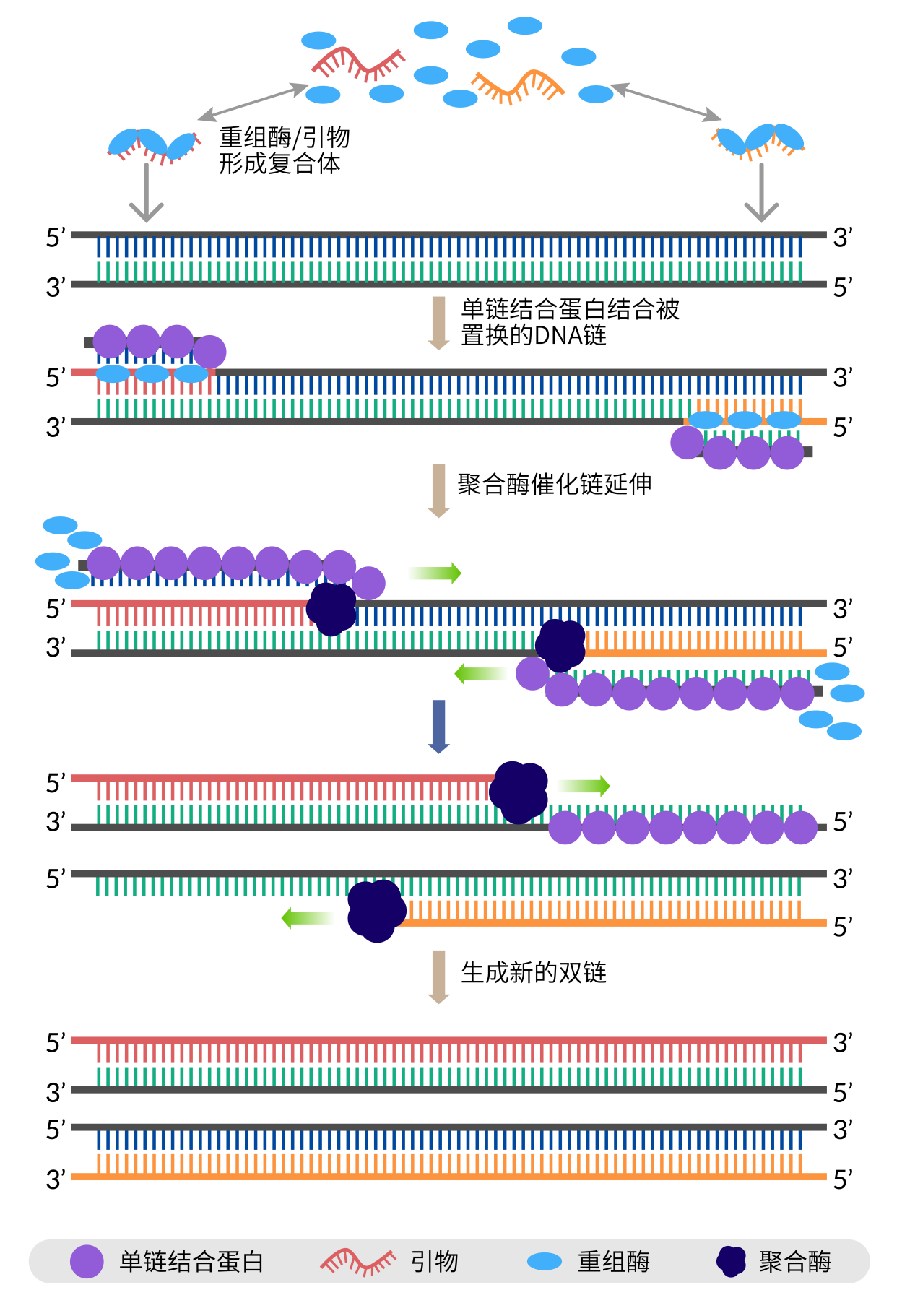 修饰引物/探针系列详解—RPA/RAA探针 - 知乎