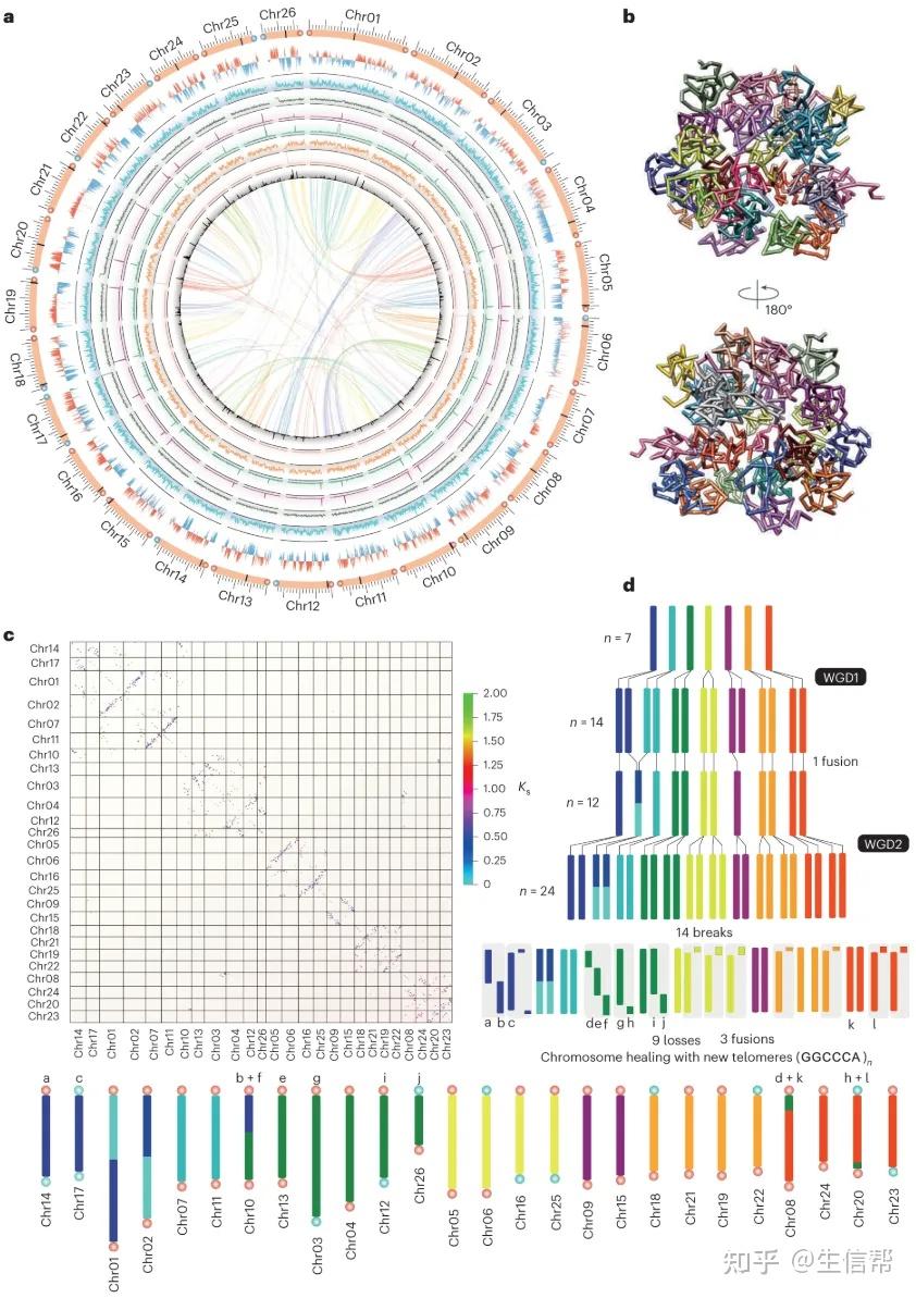NP-模式植物小立碗藓T2T基因组 - 知乎