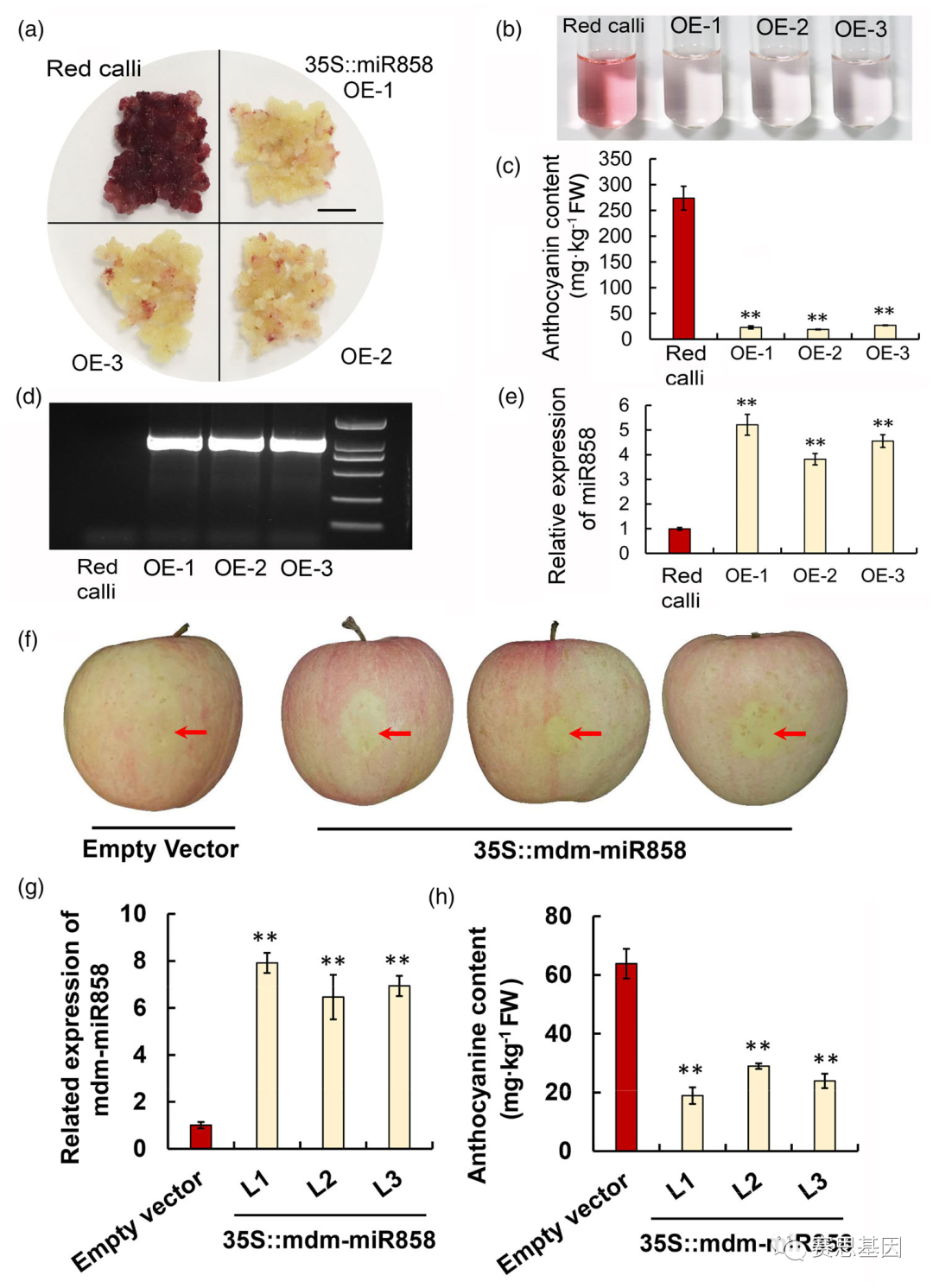 【PLANT J】Mdm-miR858通过靶向MdMYB9和MdMYBPA1从而参与红肉苹果中花青素的生物合成 - 知乎