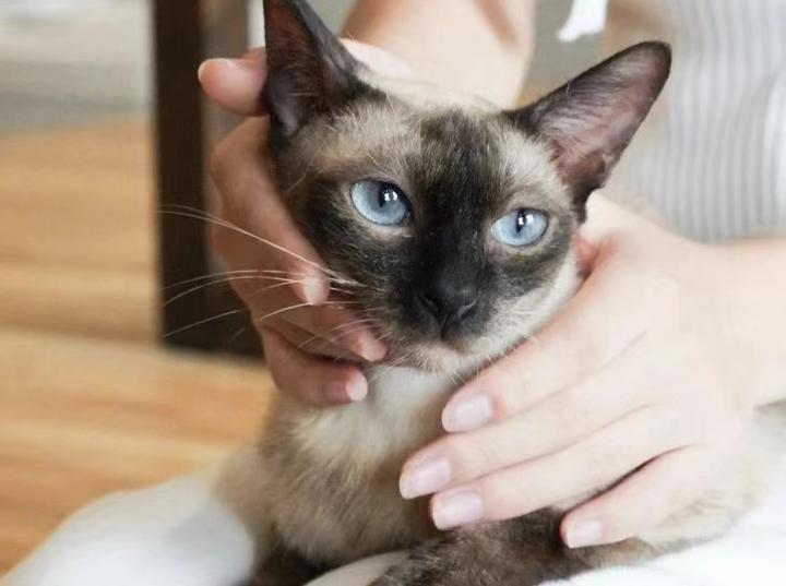 分步索要托运费、猫笼租金免费领养猫原来是个局 知乎