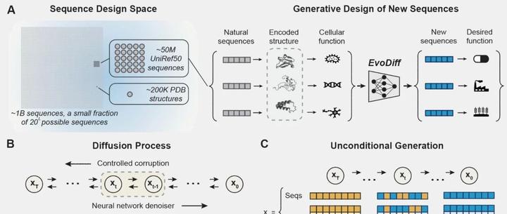 bioRxiv｜EvoDiff：具有进化扩散的蛋白质生成 - 知乎