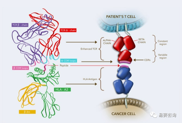 易前沿 | 全球首款TCR-T疗法Afami-cel滚动上市，滑膜肉瘤将迎来新疗法 - 知乎
