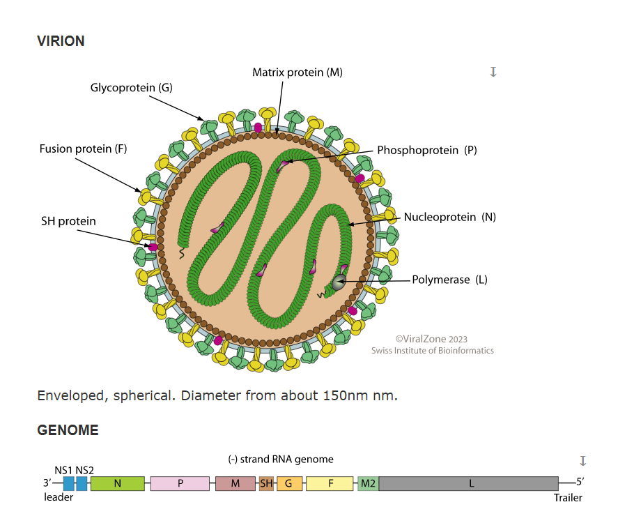 数十年研发几经折戟，首款成熟的RSV疫苗要来了吗？ - 知乎
