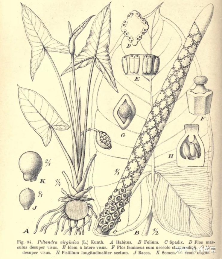 科学绘画||被子植物家族的天南星科成员（六） - 知乎