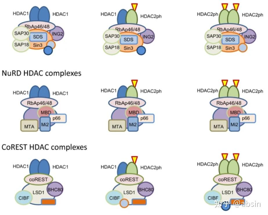 HDAC 抑制剂 - 知乎
