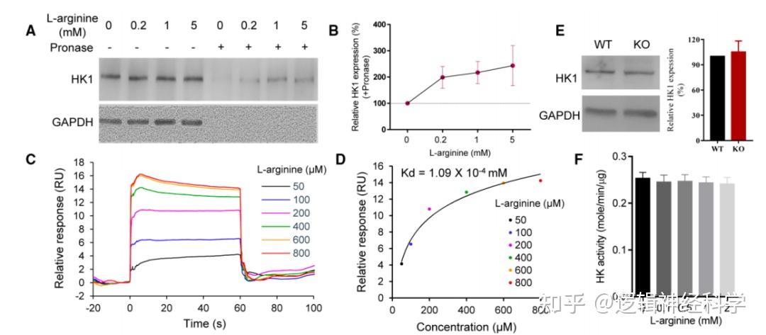 EMBO J｜郭伟翔课题组揭示L-精氨酸稳态调控成体神经干细胞活化的分子机制 - 知乎