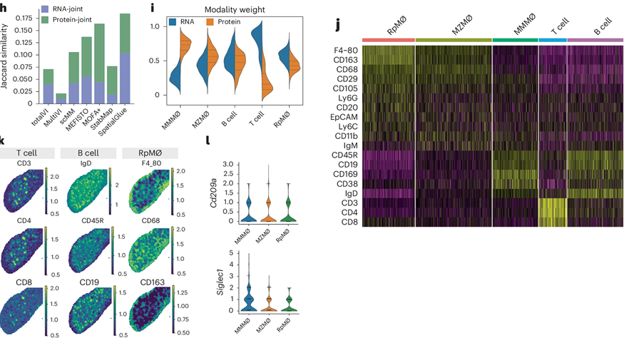 分享一个空间多组学整合算法SpatialGlue - 知乎