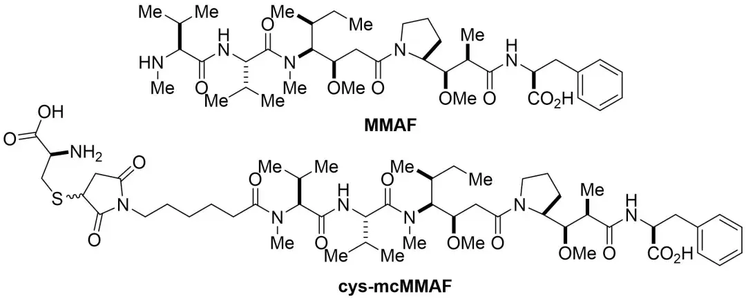 DMPK系列 | 抗体偶联药物（ADC）常用有效载荷药代动力学性质总结 - 知乎