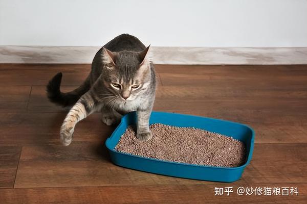 猫咪 反骨”的7个表现,你家猫是逆子吗? 知乎