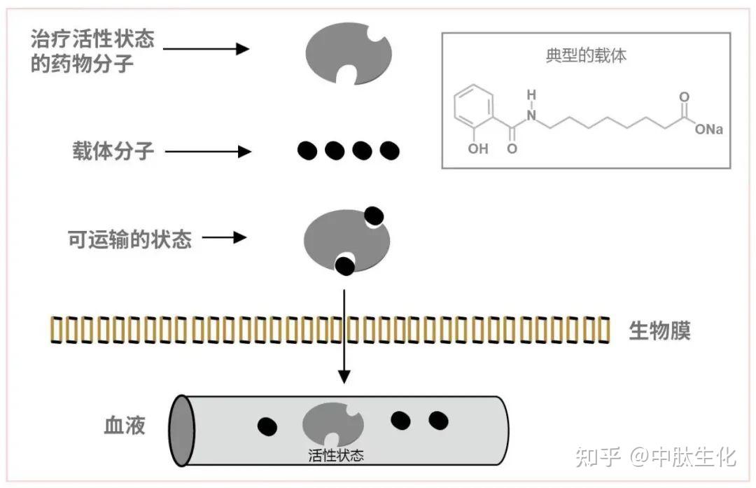 SNAC——司美格鲁肽从注射到口服的助力武器 - 知乎