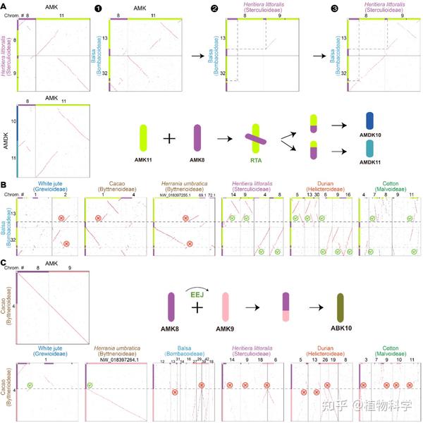PNAS｜刘建全团队利用WGDI重建了锦葵科祖先核型，为古老杂交物种形成和网状进化关系提供直接证据 - 知乎