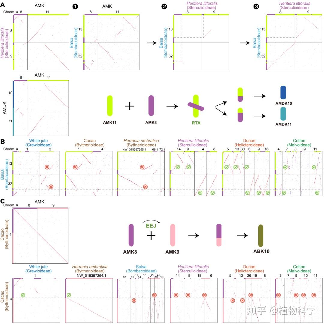 PNAS｜刘建全团队利用WGDI重建了锦葵科祖先核型，为古老杂交物种形成和网状进化关系提供直接证据 - 知乎