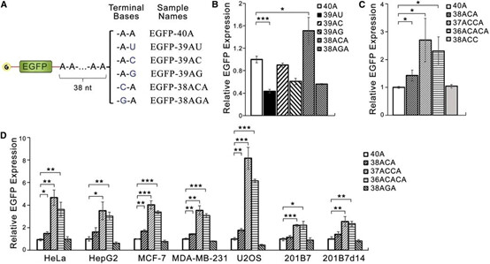 【耀文解读】mRNA篇︱polyA尾序列的设计与优化 - 知乎