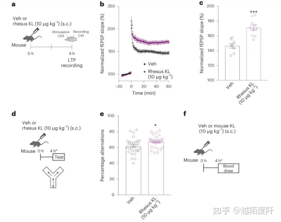 Nature Aging：低剂量长寿因子“klotho”改善老年非人灵长类动物的认知 - 知乎
