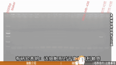 MDA-MB-436细胞培养，人乳腺癌细胞培养攻略 - 丰晖生物 - 知乎