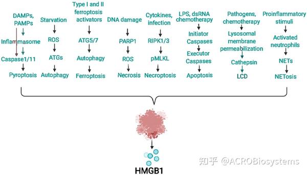 【双重剑客】HMGB1——炎症反应与癌症的重要靶点 - 知乎