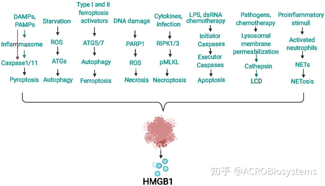 【双重剑客】HMGB1——炎症反应与癌症的重要靶点 - 知乎